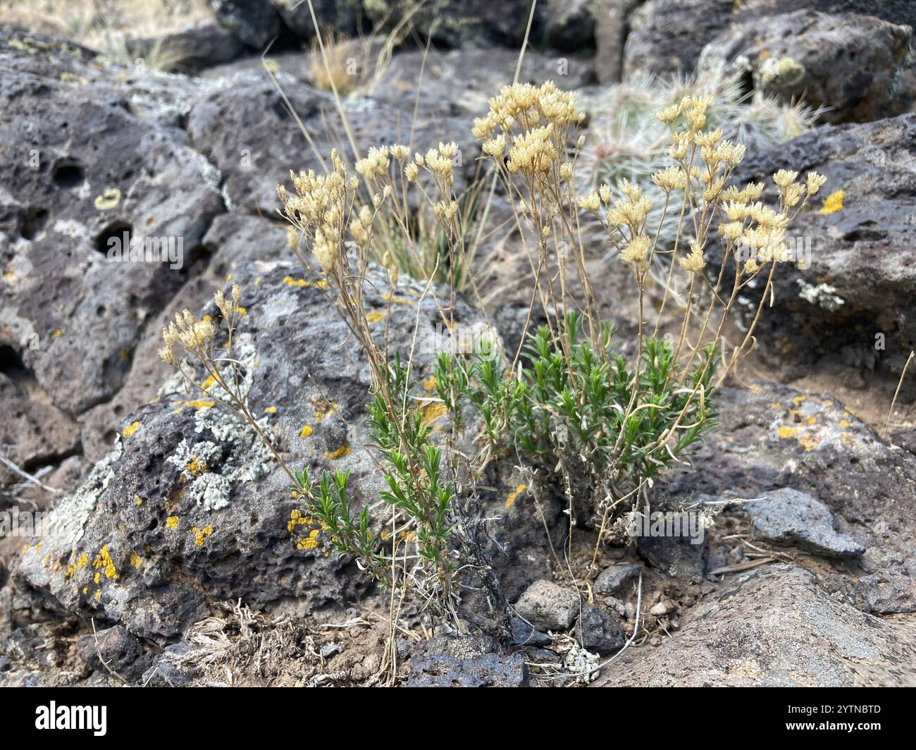 Broom Snakeweed (Gutierrezia sarothrae Stock Photo - Alamy