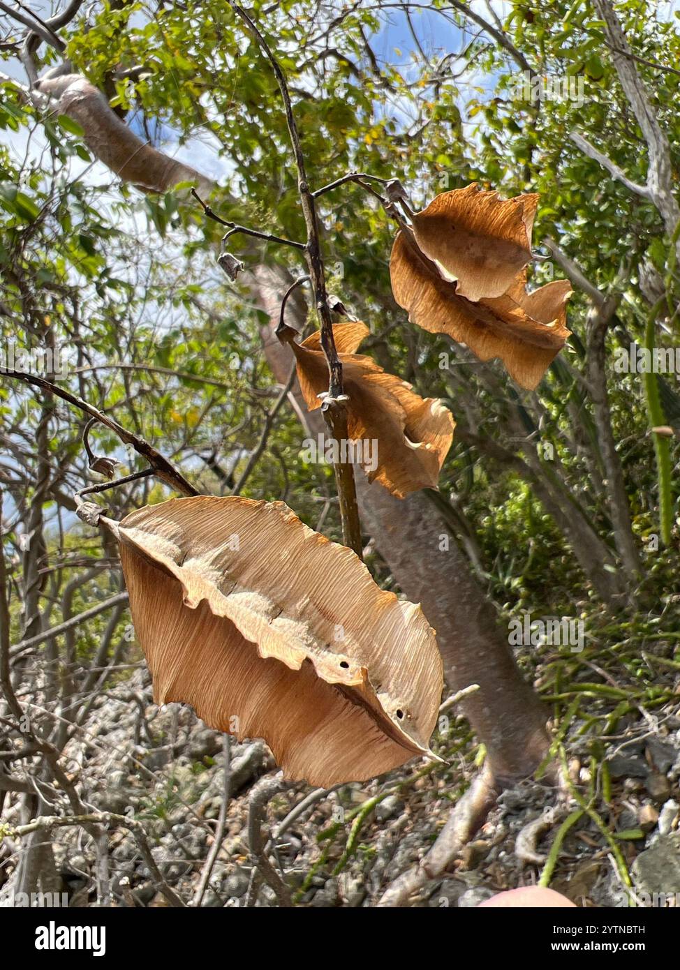 Stinkwood (Piscidia carthagenensis Stock Photo - Alamy