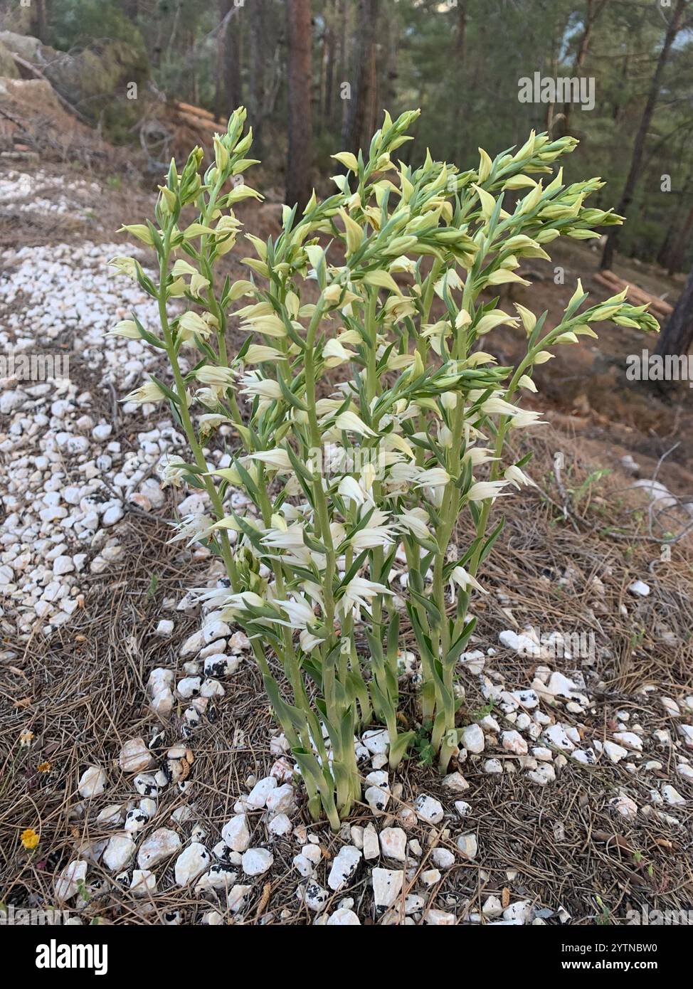 Eastern Hooded Helleborine (Cephalanthera epipactoides Stock Photo - Alamy