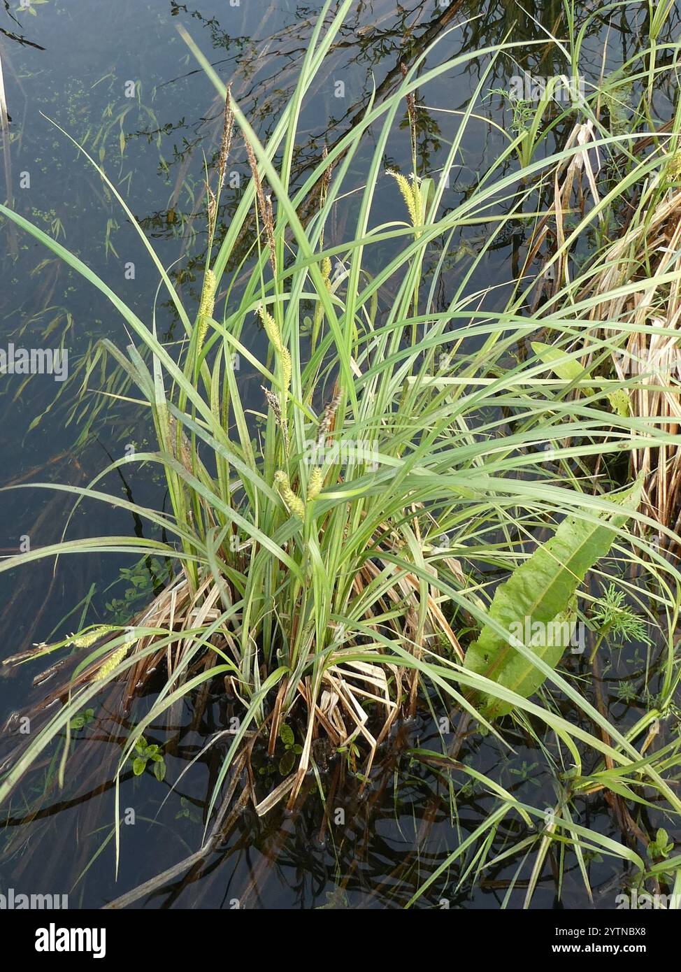 lake sedge (Carex lacustris Stock Photo - Alamy