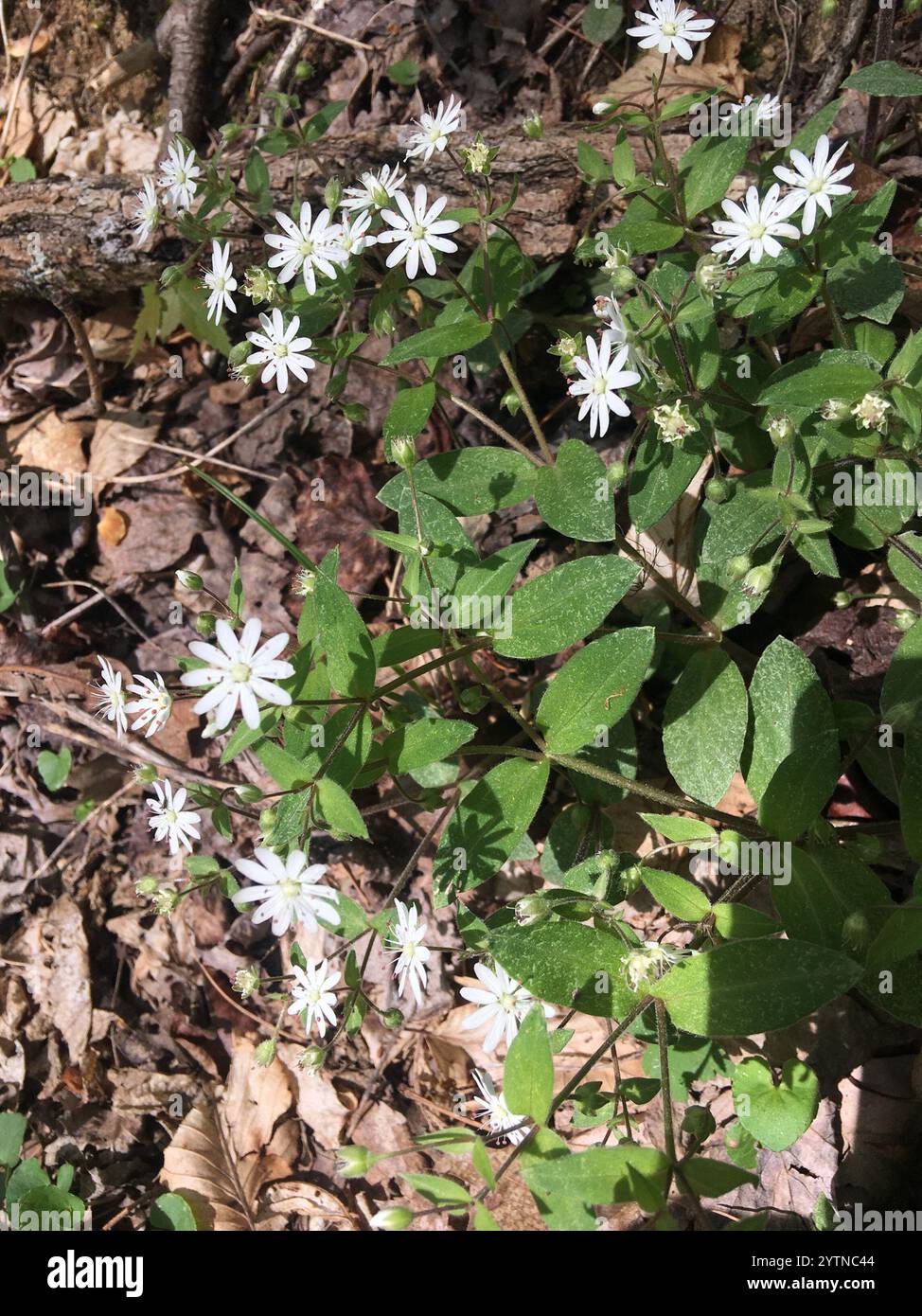 star chickweed (Stellaria pubera Stock Photo - Alamy