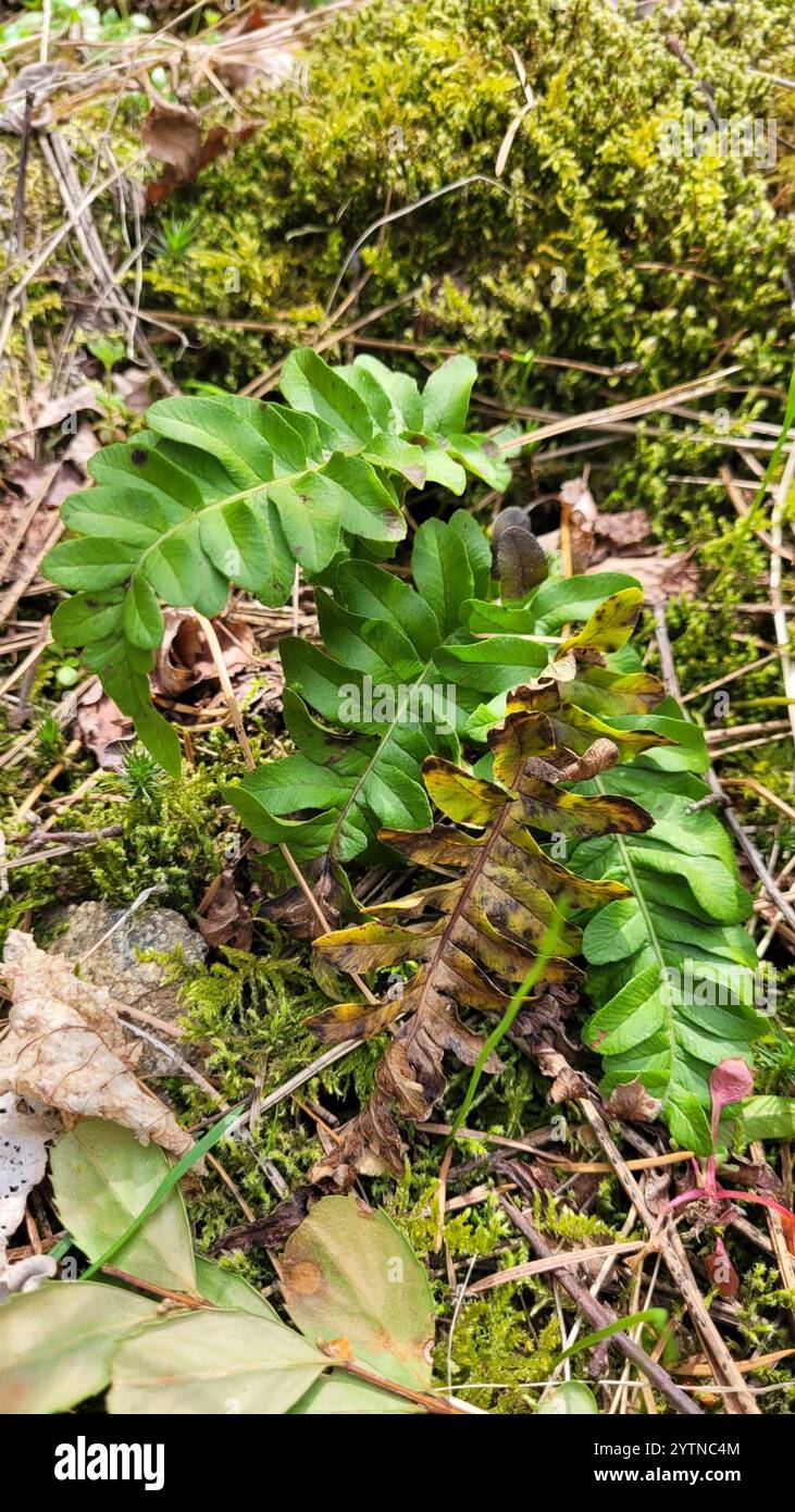 western polypody (Polypodium hesperium Stock Photo - Alamy