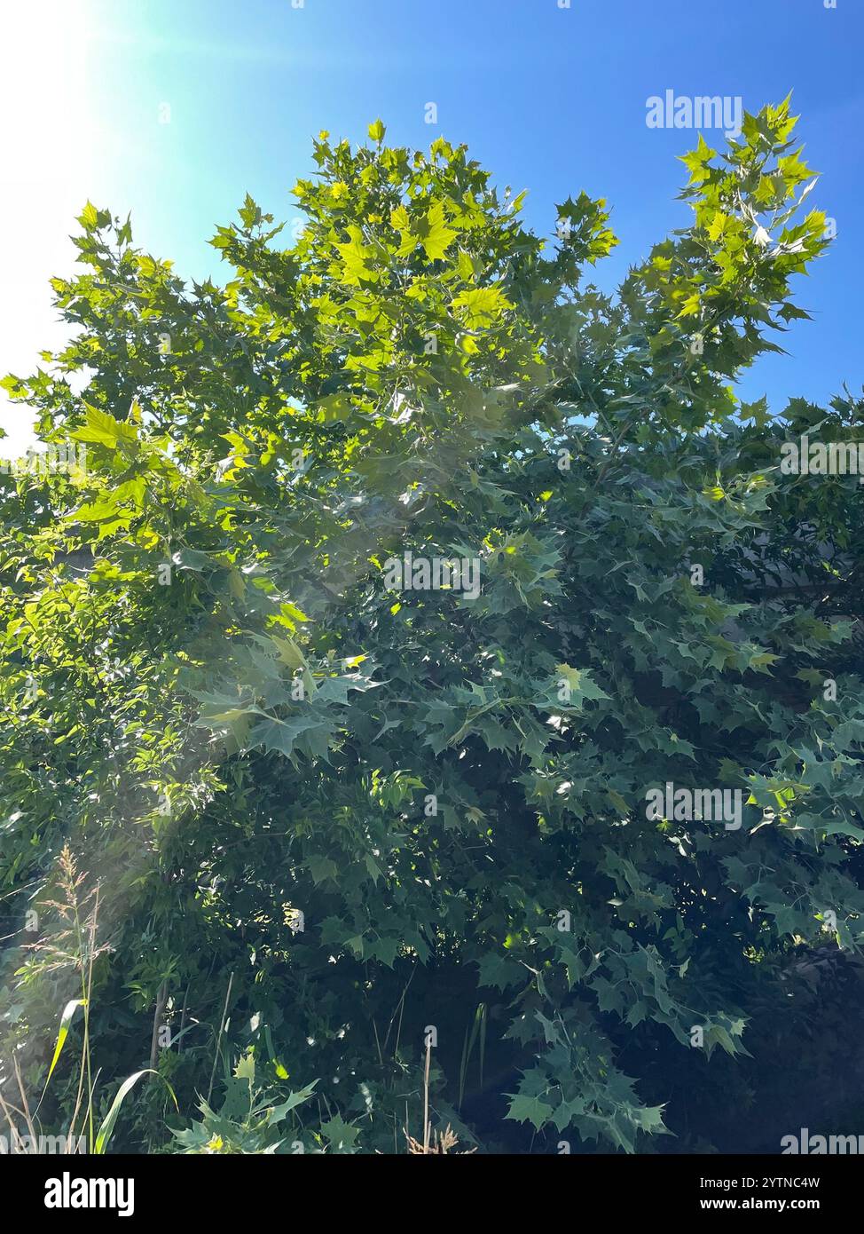 American sycamore (Platanus occidentalis Stock Photo - Alamy