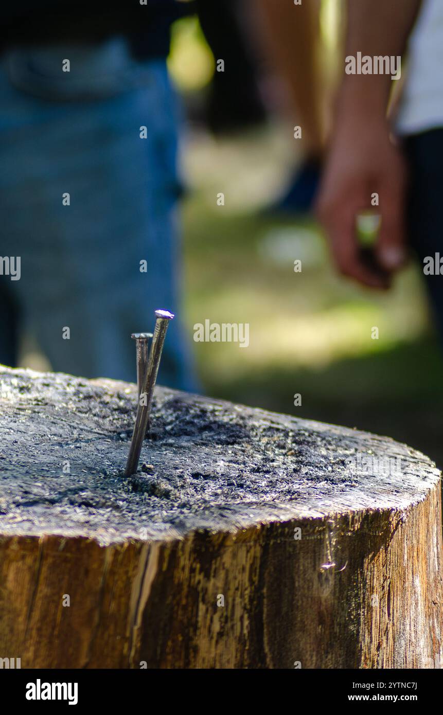 steel spikes stuck in the stump of a tree, traditional game in the ...