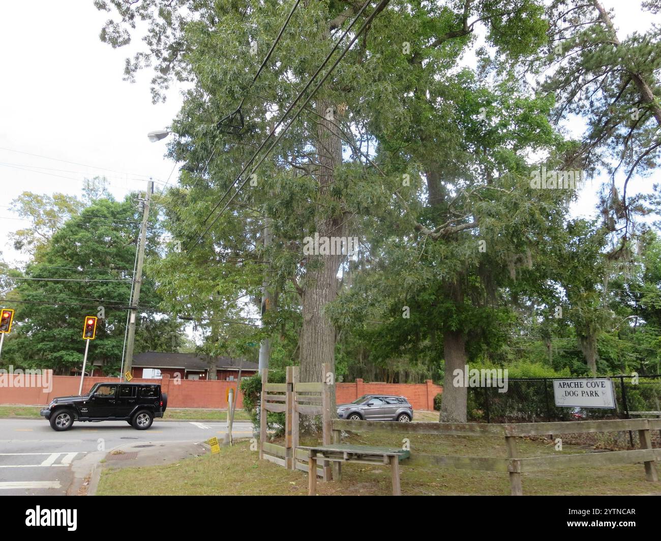 southern red oak (Quercus falcata Stock Photo - Alamy
