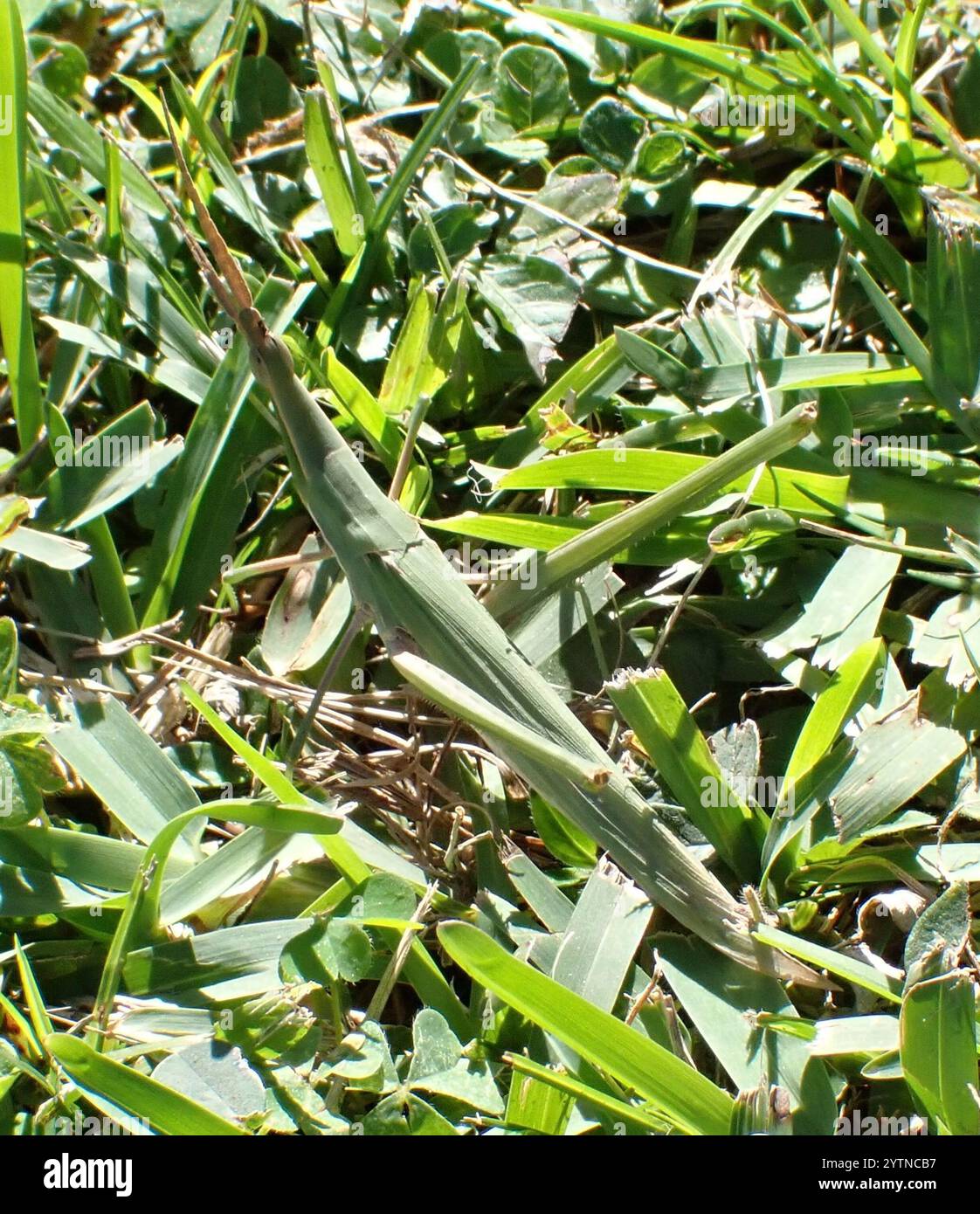 Slantface Grasshoppers (Acrida Stock Photo - Alamy