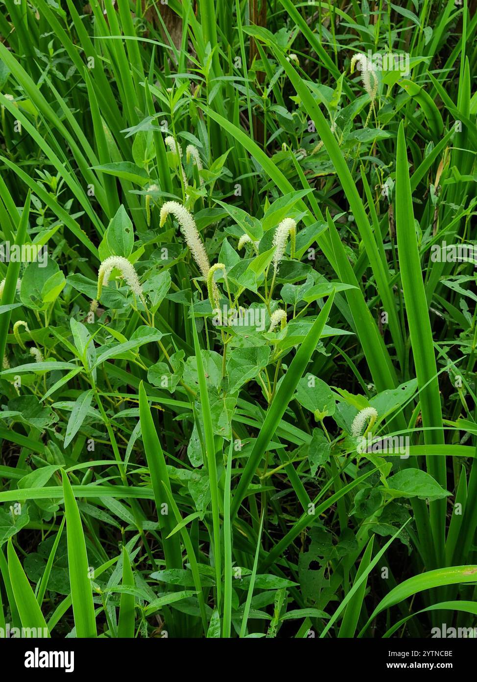 lizard's tail (Saururus cernuus Stock Photo - Alamy