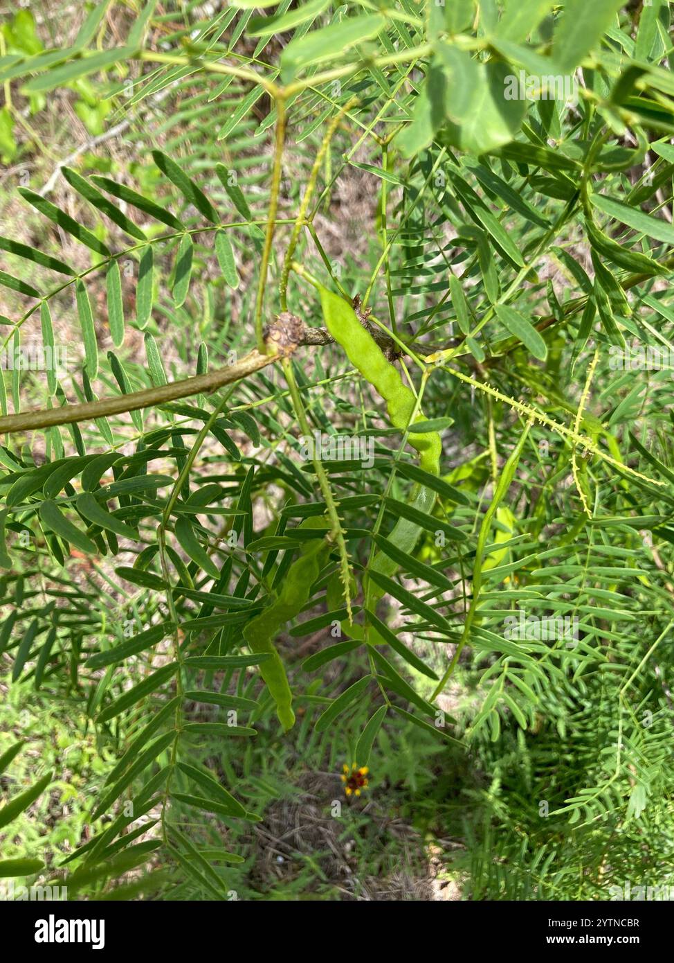 Neltuma glandulosa hi-res stock photography and images - Alamy