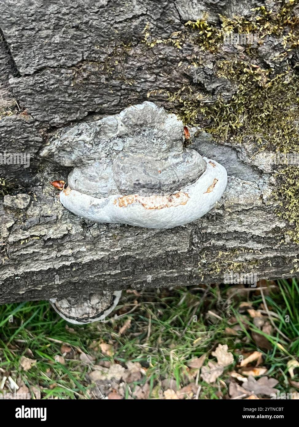 Hoof Fungus (Fomes fomentarius Stock Photo - Alamy