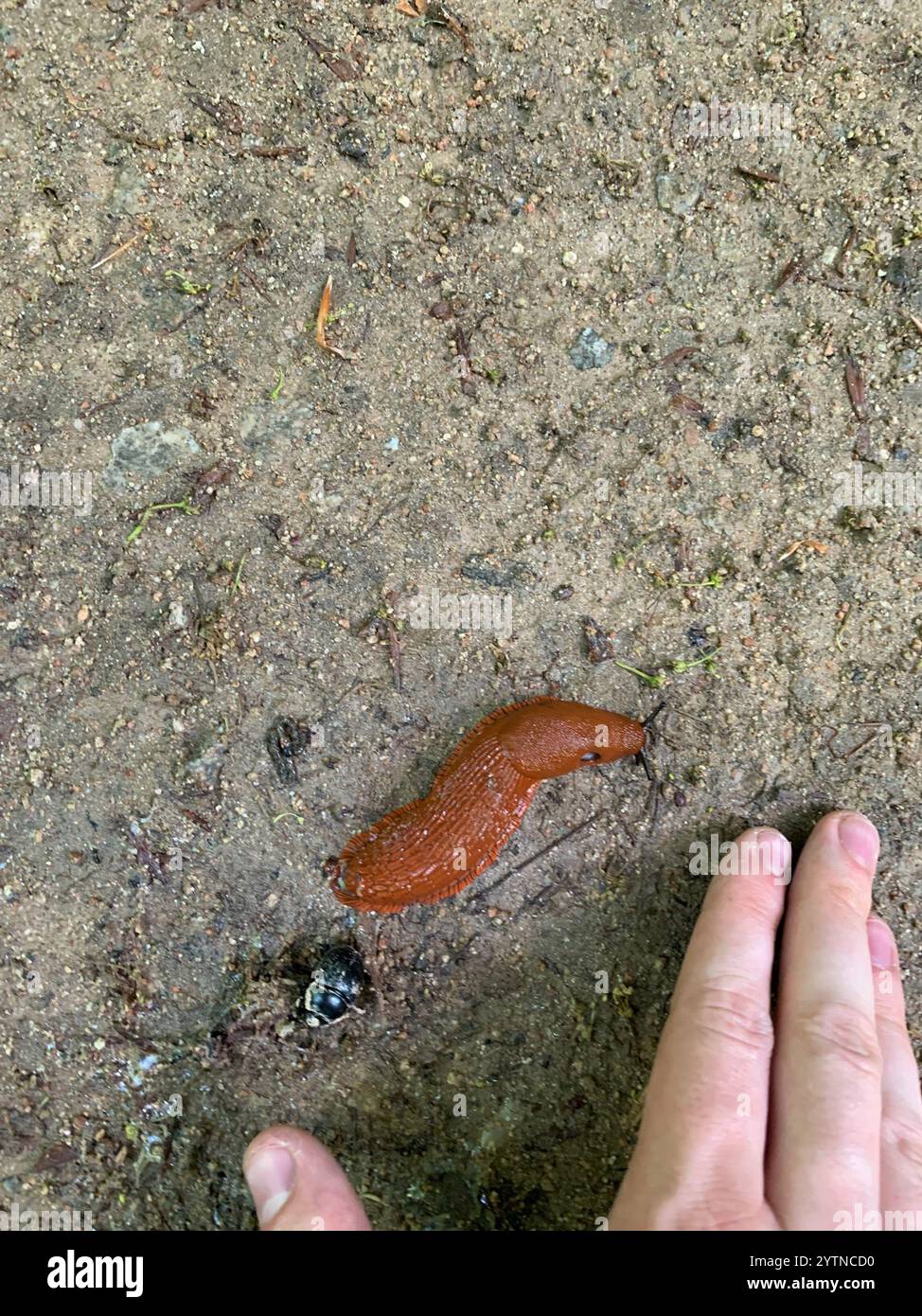 Spanish Slug (Arion vulgaris Stock Photo - Alamy