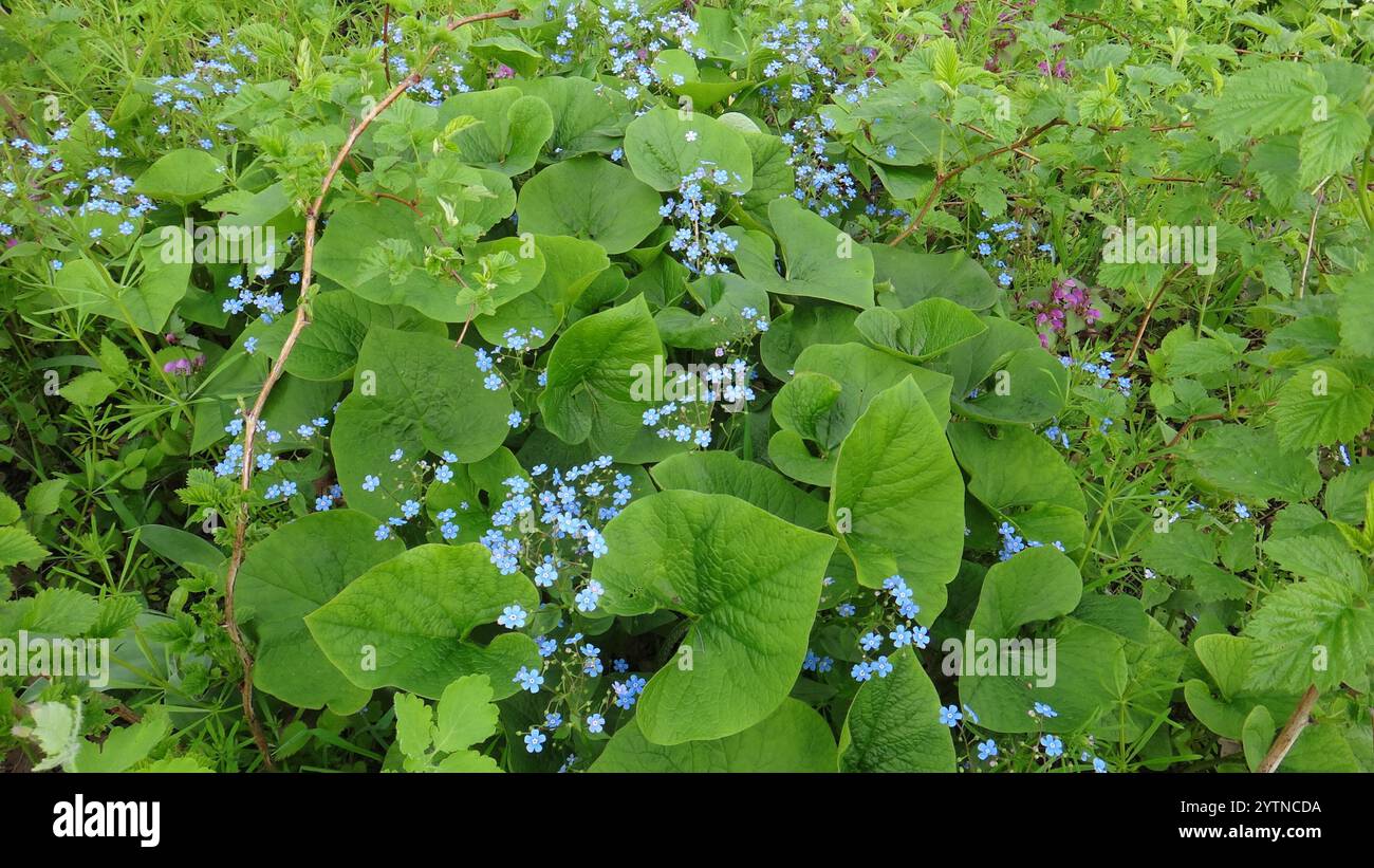 Siberian bugloss (Brunnera macrophylla Stock Photo - Alamy