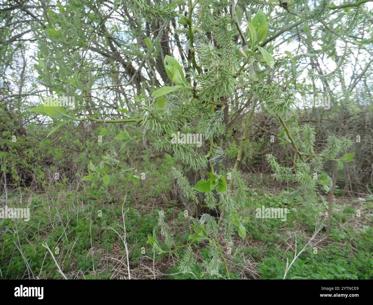 goat willow (Salix caprea Stock Photo - Alamy