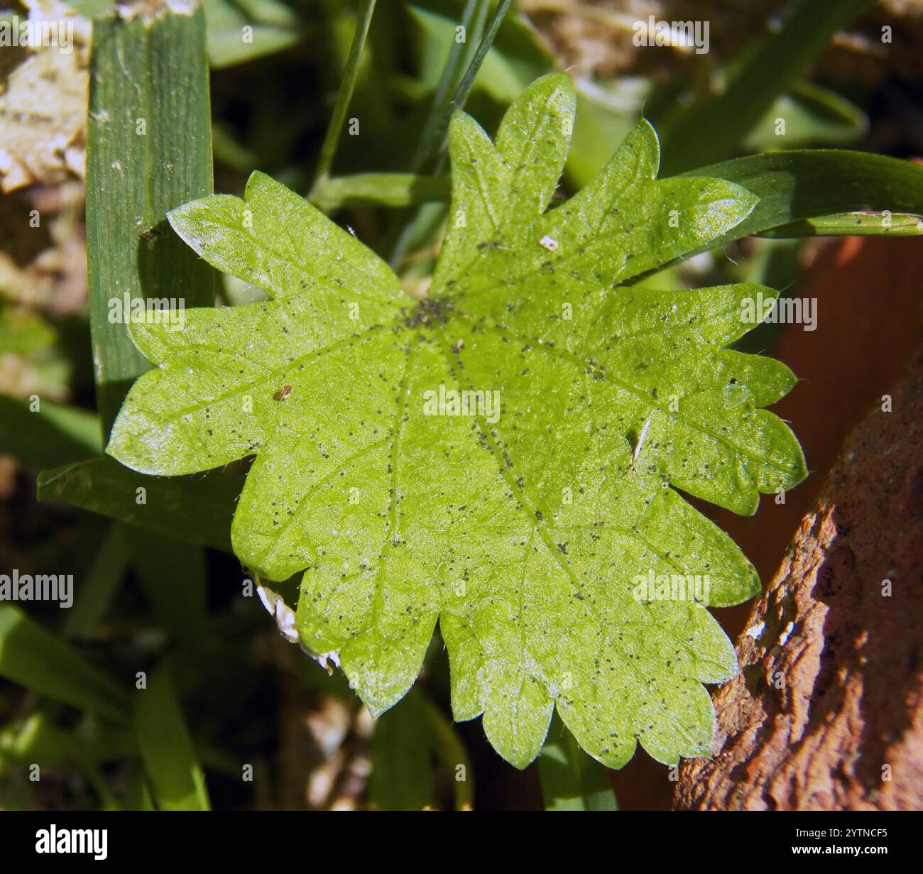 Carolina Bristlemallow (Modiola caroliniana Stock Photo - Alamy
