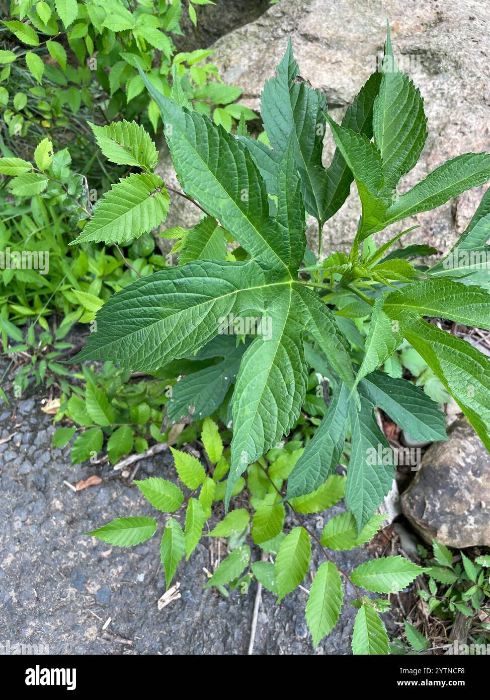 giant ragweed (Ambrosia trifida Stock Photo - Alamy