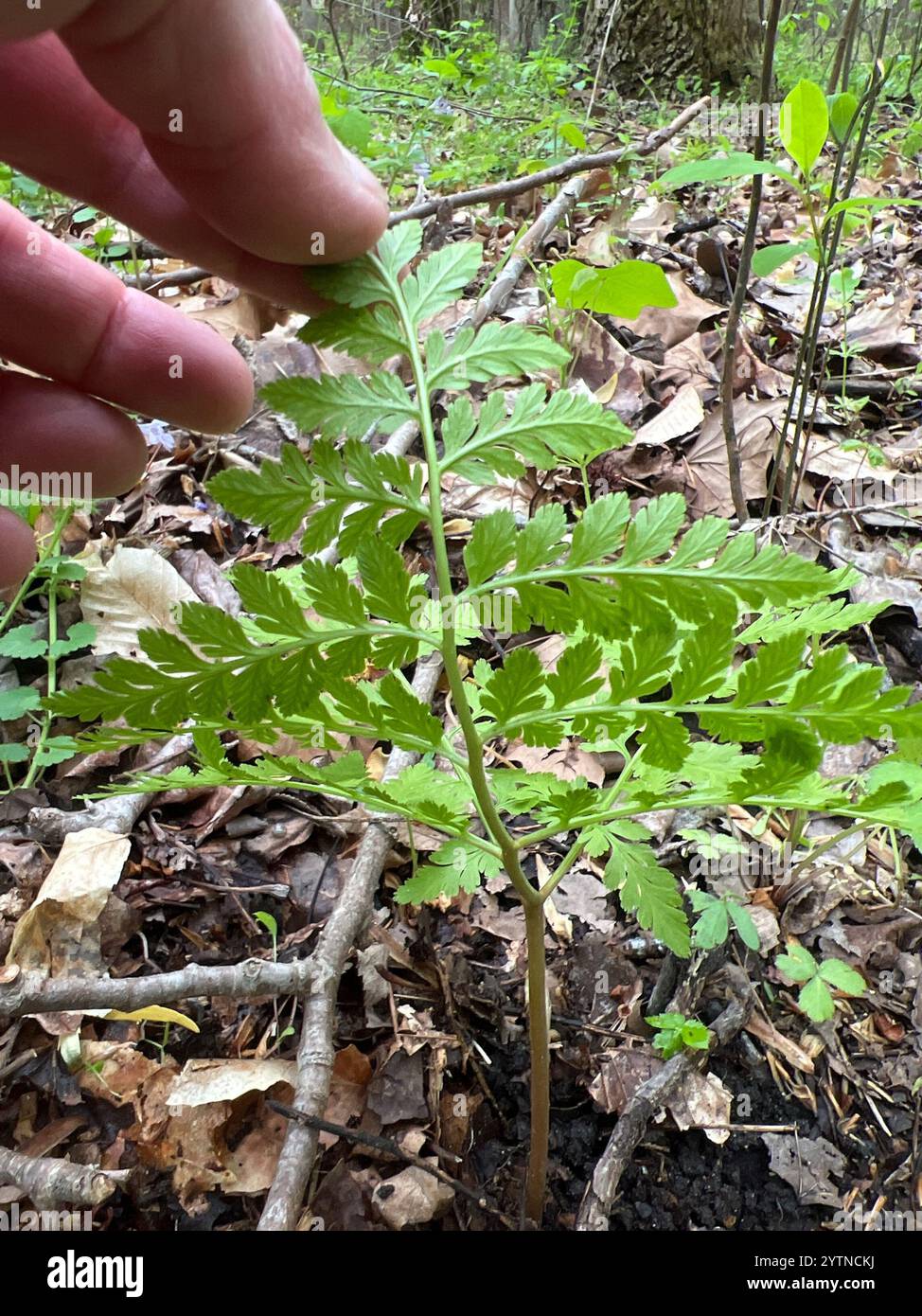 rattlesnake fern (Botrypus virginianus Stock Photo - Alamy
