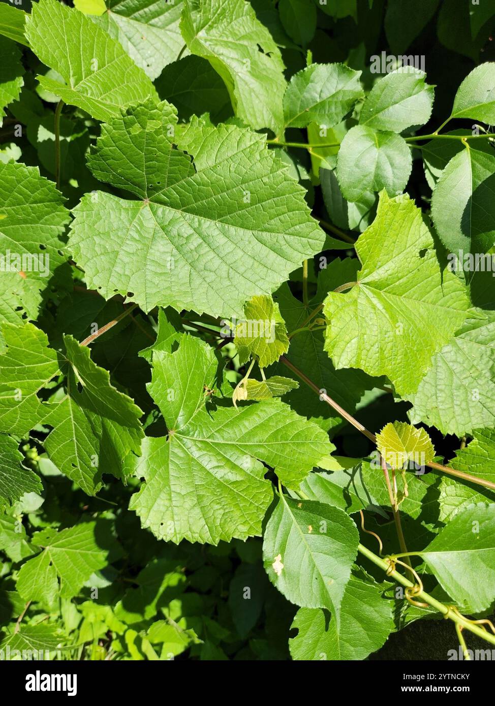 frost grape (Vitis vulpina Stock Photo - Alamy