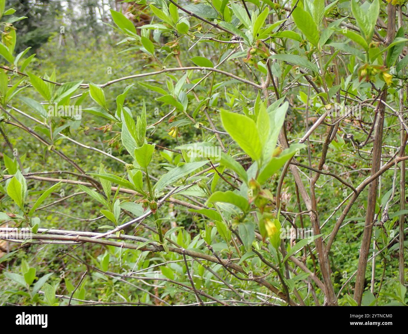 twinberry honeysuckle (Lonicera involucrata Stock Photo - Alamy