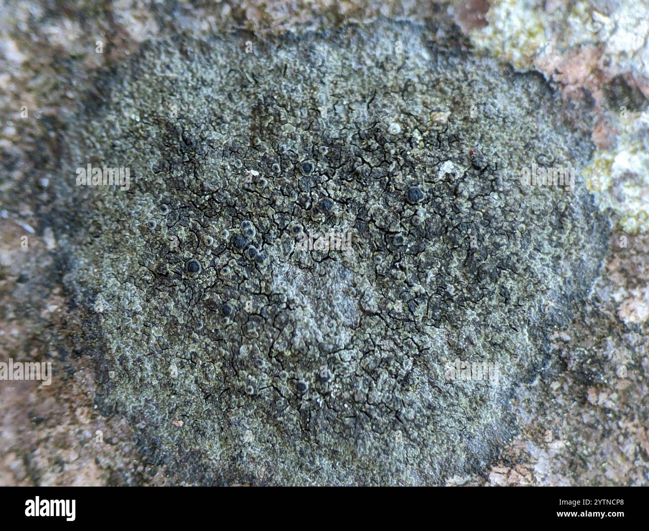 rim lichens, disc lichens, and allies (Lecanoraceae Stock Photo - Alamy