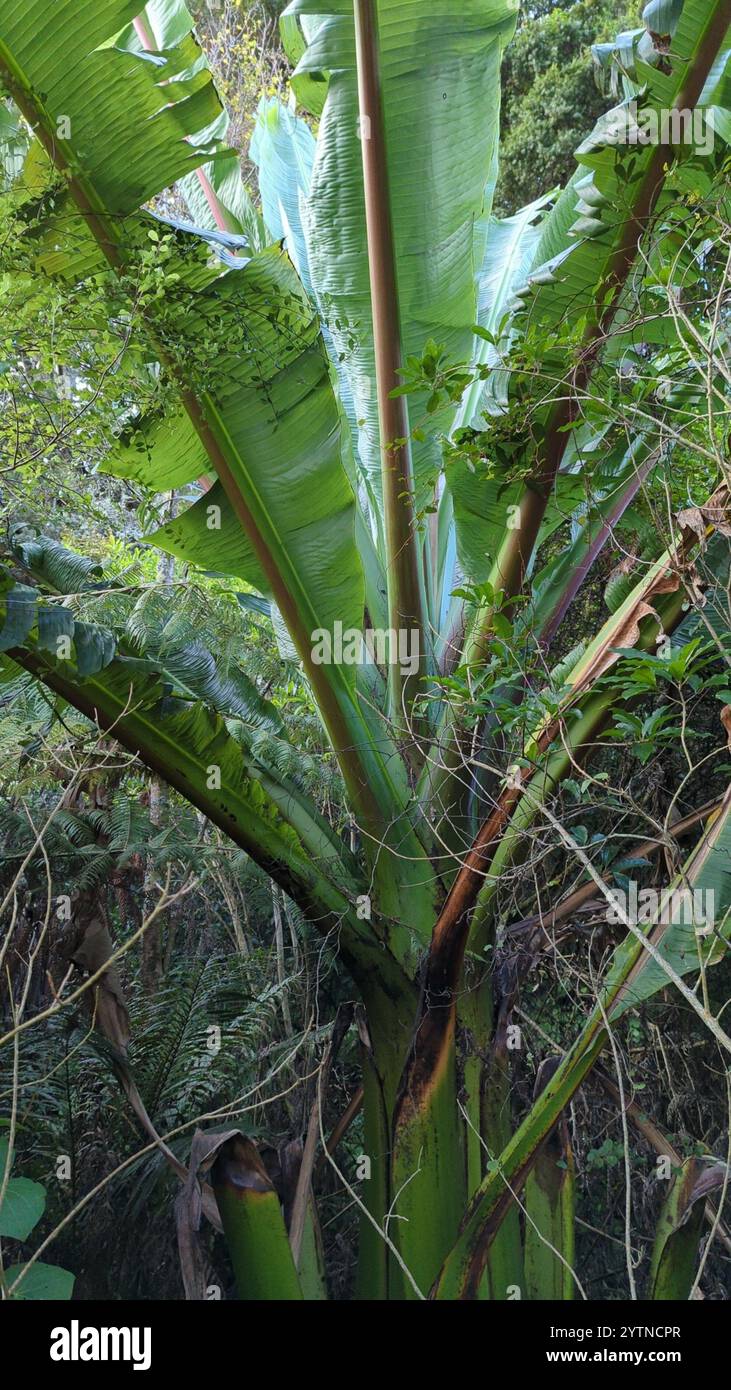 Abyssinian banana (Ensete ventricosum Stock Photo - Alamy