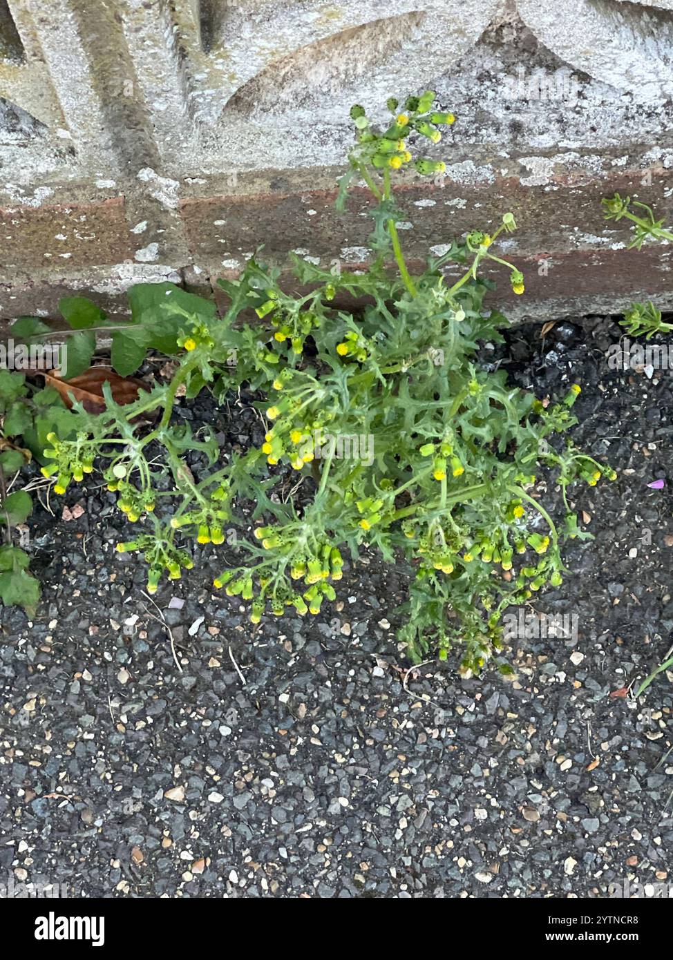 common groundsel (Senecio vulgaris Stock Photo - Alamy