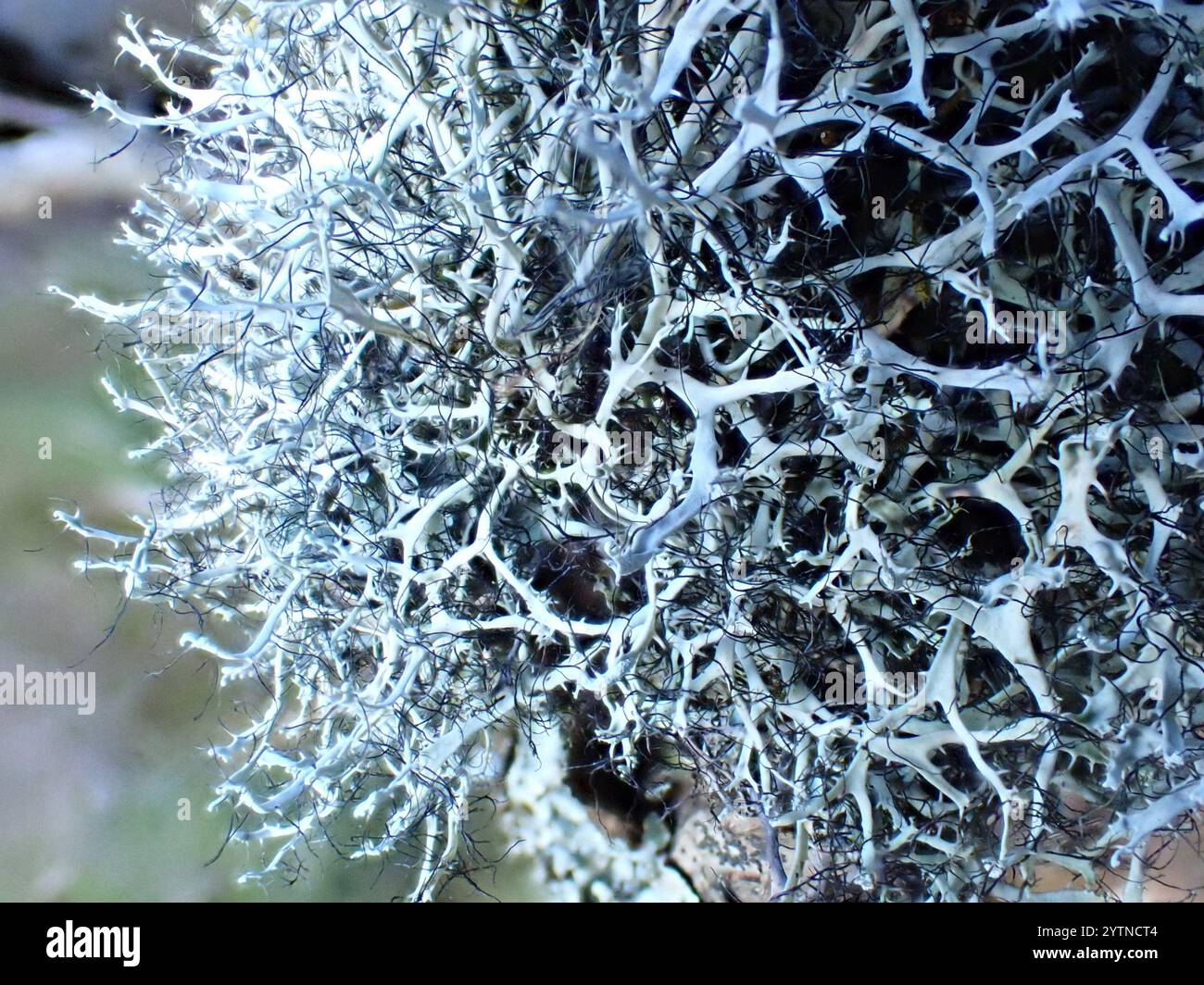 Elegant Fringe Lichen (Heterodermia leucomelos Stock Photo - Alamy