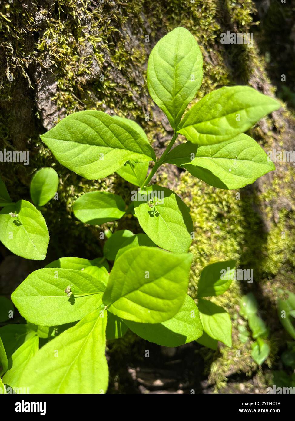 Running Strawberry-bush (Euonymus obovatus Stock Photo - Alamy