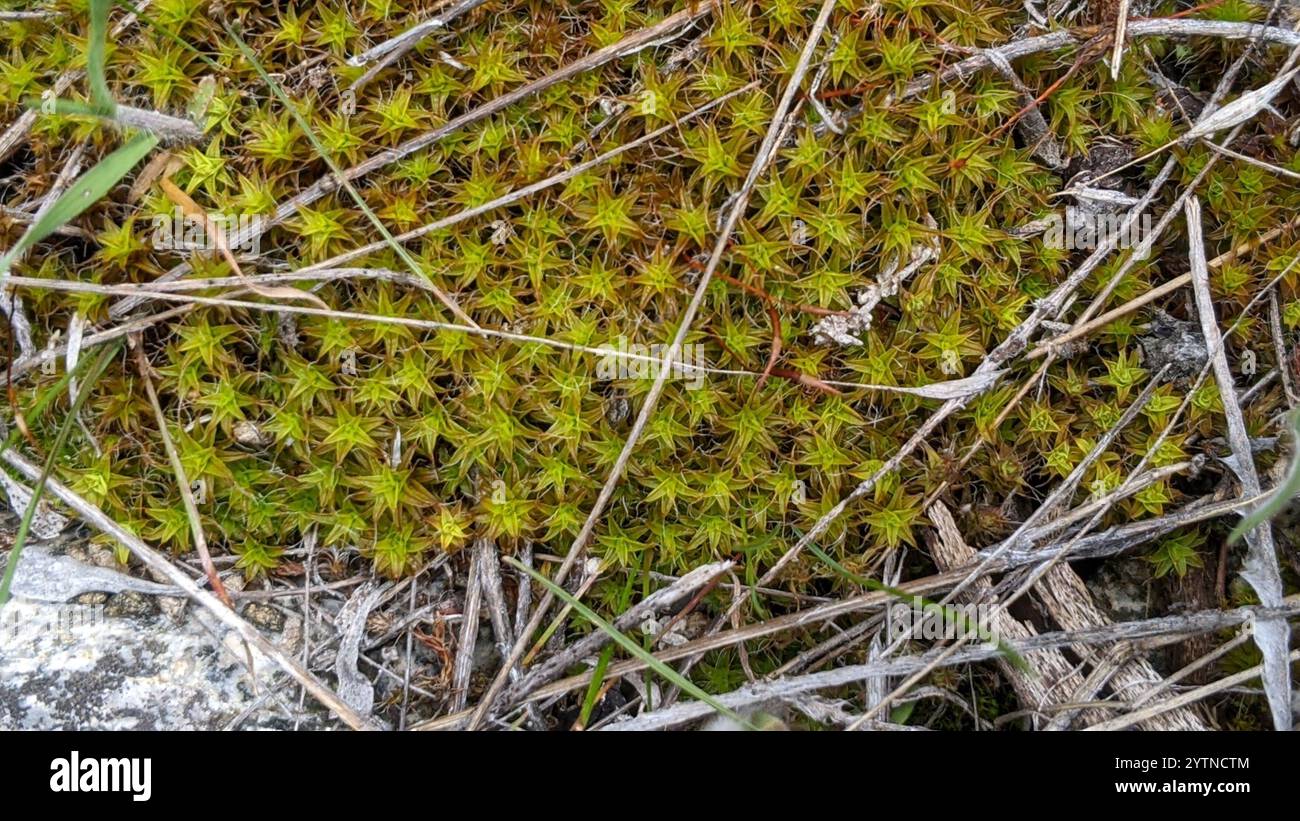 Star Moss (Syntrichia ruralis Stock Photo - Alamy