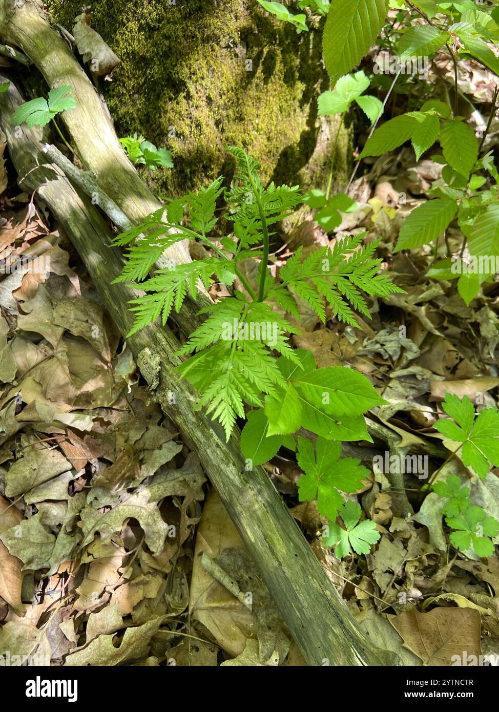 rattlesnake fern (Botrypus virginianus Stock Photo - Alamy