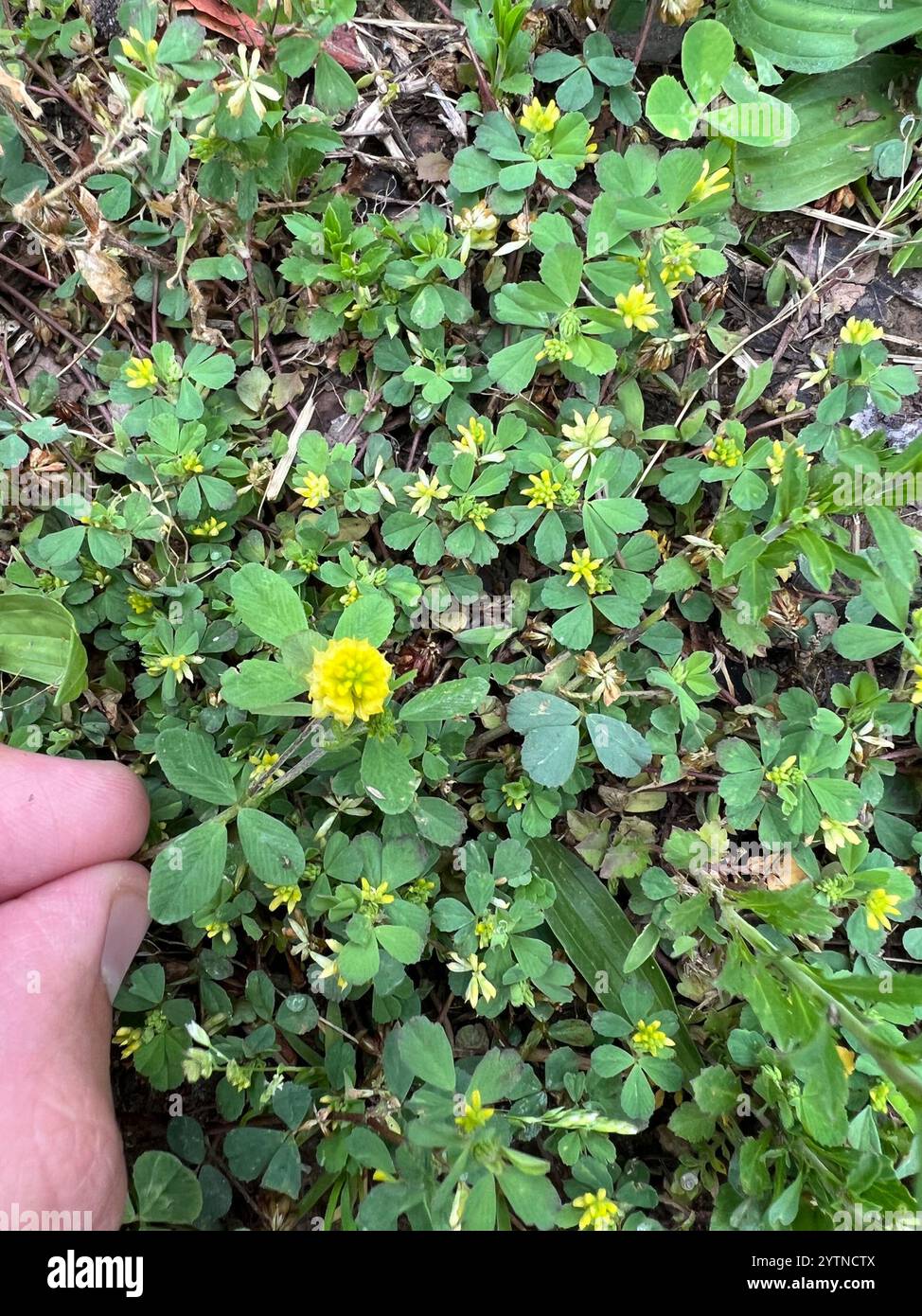 Lesser hop trefoil hi-res stock photography and images - Alamy