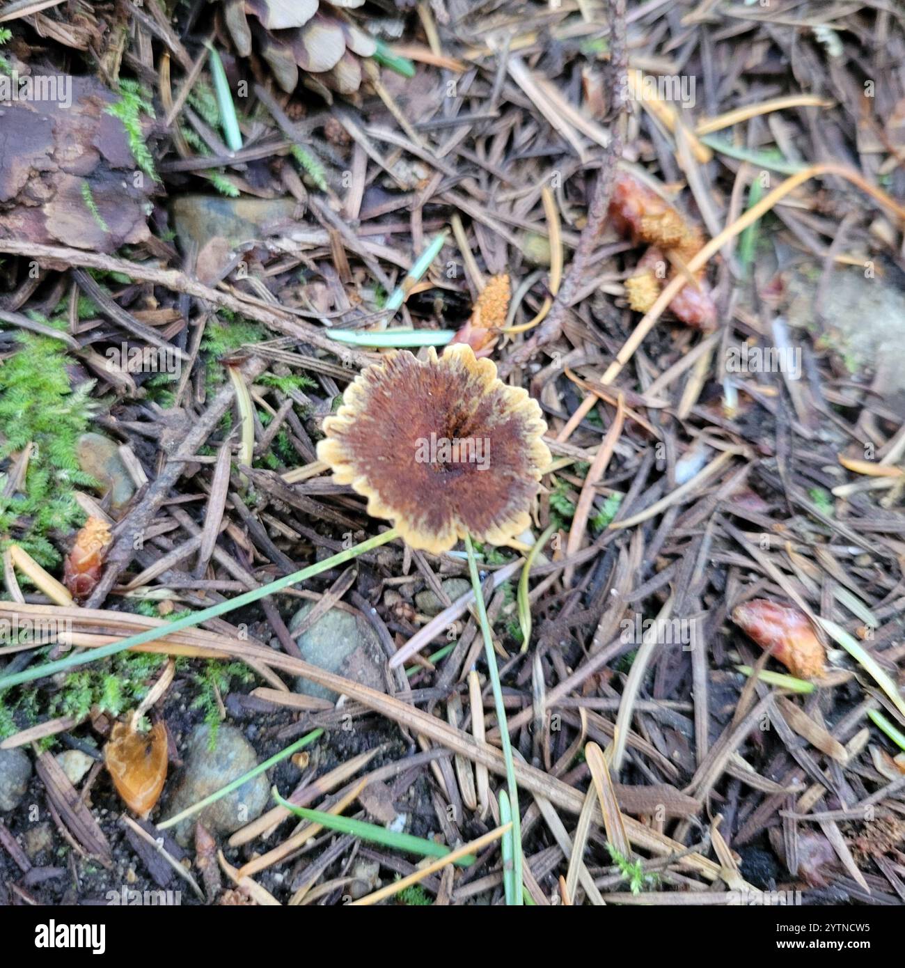 Brown Funnel Polypore (Coltricia perennis Stock Photo - Alamy