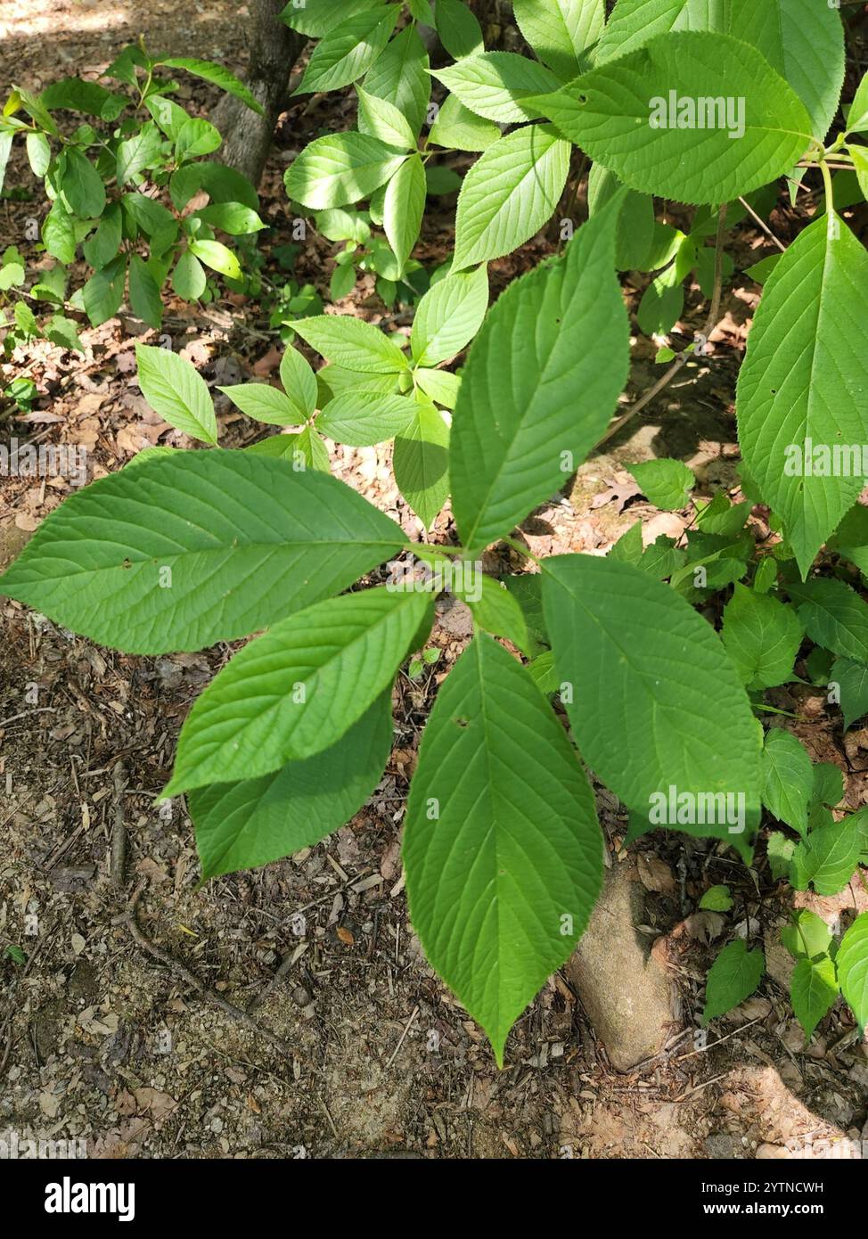 mountain sweet pepperbush (Clethra acuminata Stock Photo - Alamy