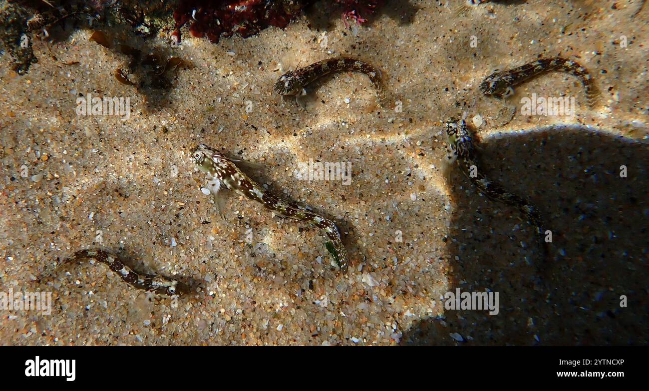 horned rockskipper (Antennablennius bifilum Stock Photo - Alamy