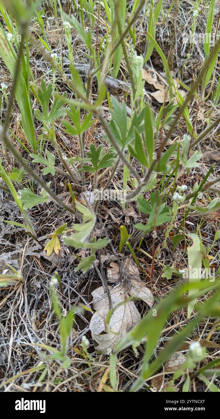 Western Buttercup (Ranunculus occidentalis Stock Photo - Alamy