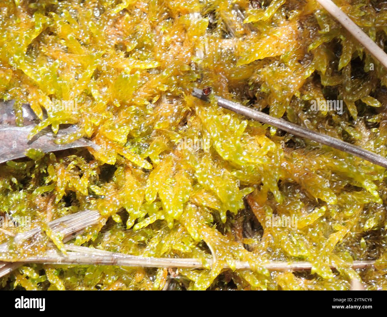Kneiff's hook-moss (Drepanocladus aduncus Stock Photo - Alamy