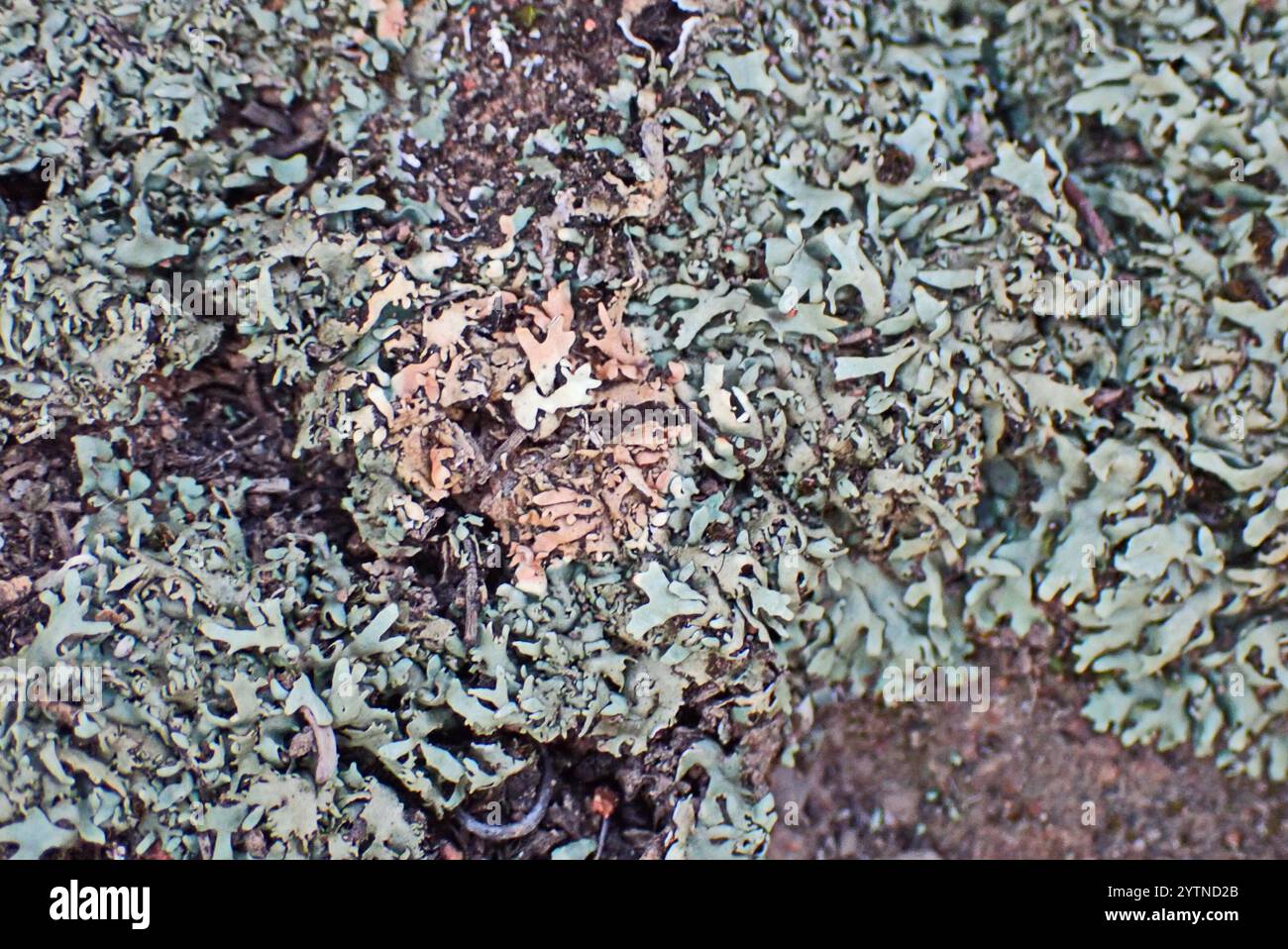 rock shield lichens (Xanthoparmelia Stock Photo - Alamy