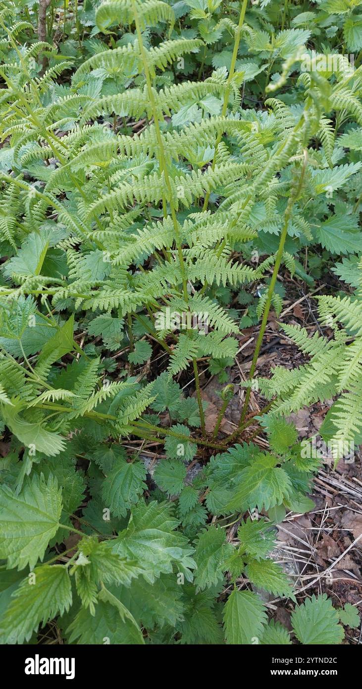 lady fern (Athyrium filix-femina Stock Photo - Alamy