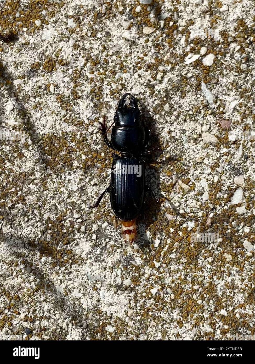 Big-headed Ground Beetle (Scarites subterraneus Stock Photo - Alamy
