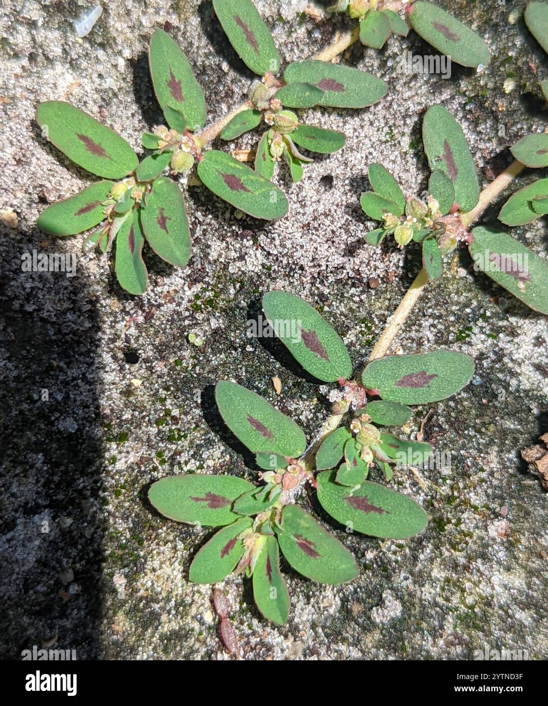 Spotted spurge (Euphorbia maculata Stock Photo - Alamy