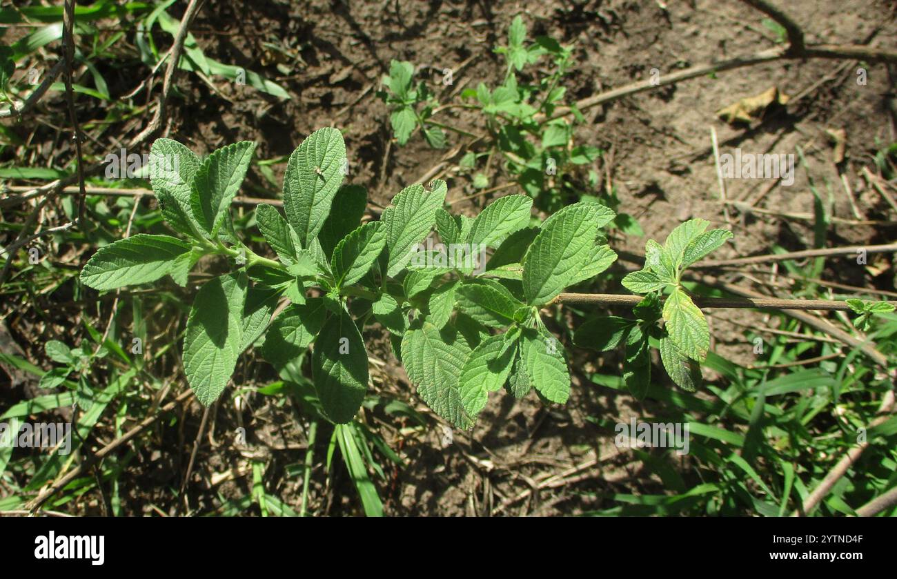 Fever Tea (Lippia javanica Stock Photo - Alamy