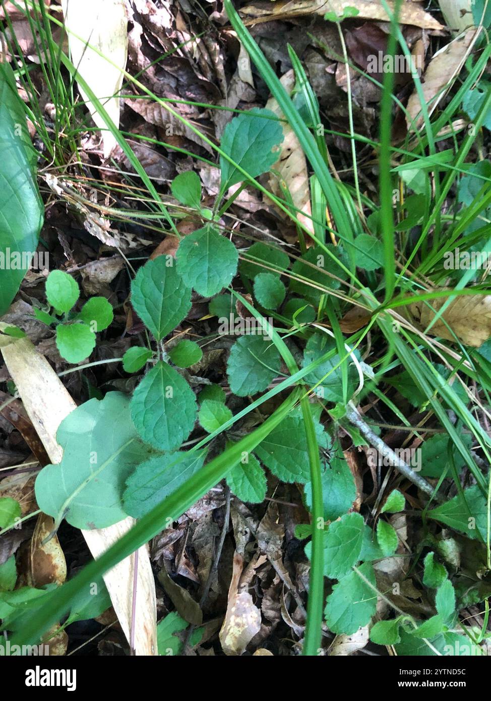 Gulf Coast green-and-gold (Chrysogonum australe Stock Photo - Alamy