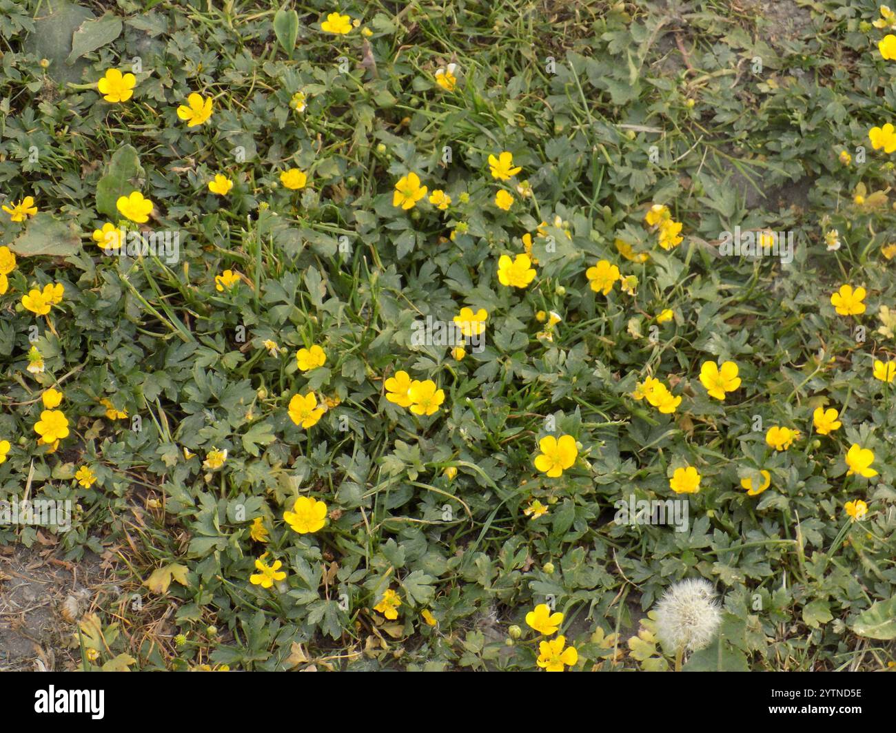 Creeping buttercup (Ranunculus repens Stock Photo - Alamy