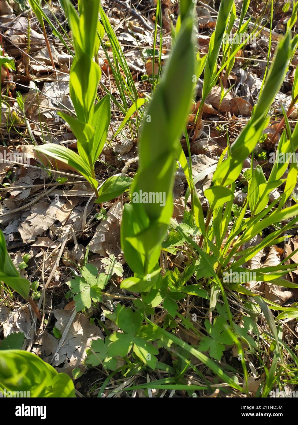dwarf Solomon's seal (Polygonatum humile Stock Photo - Alamy