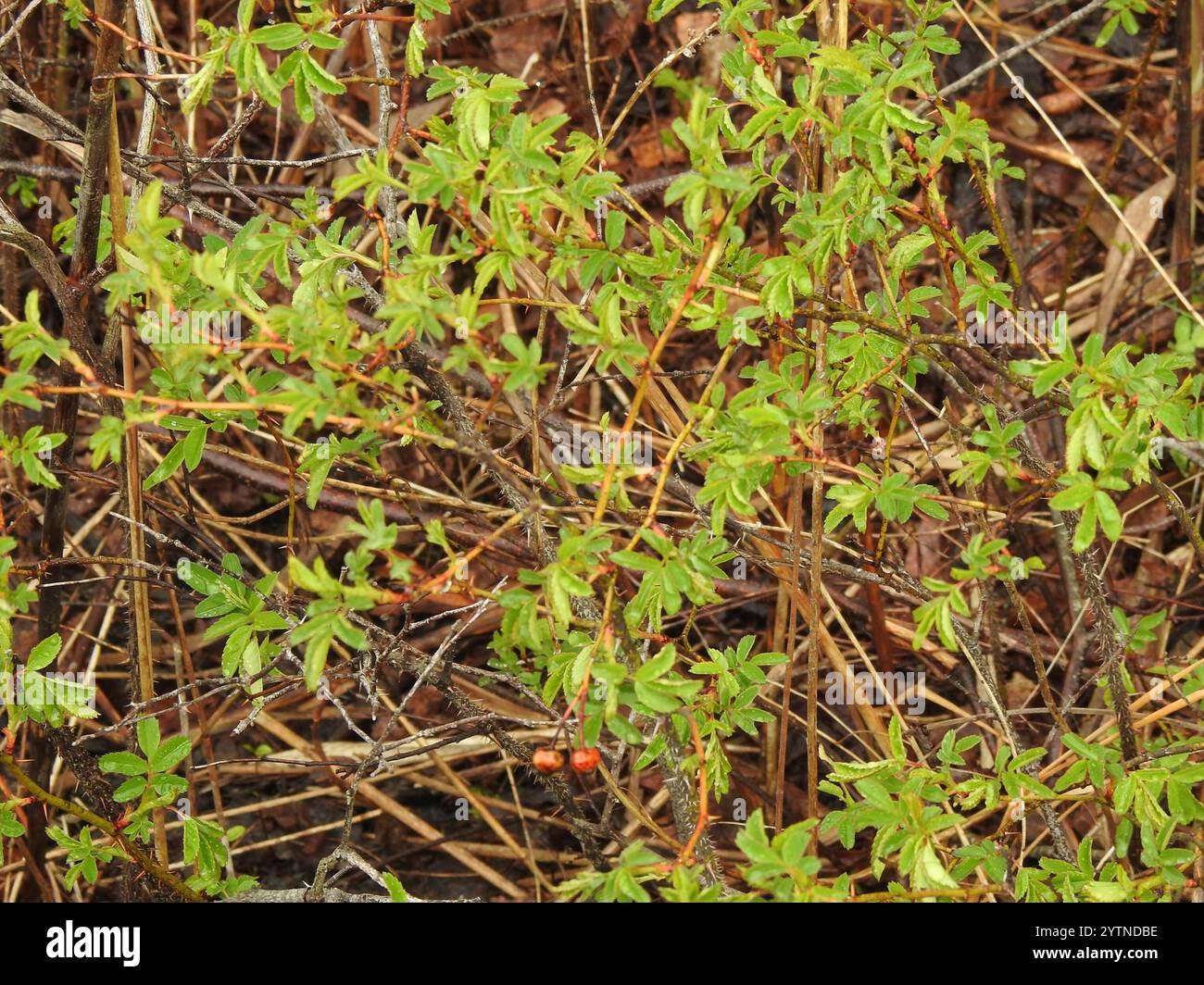 swamp rose (Rosa palustris Stock Photo - Alamy