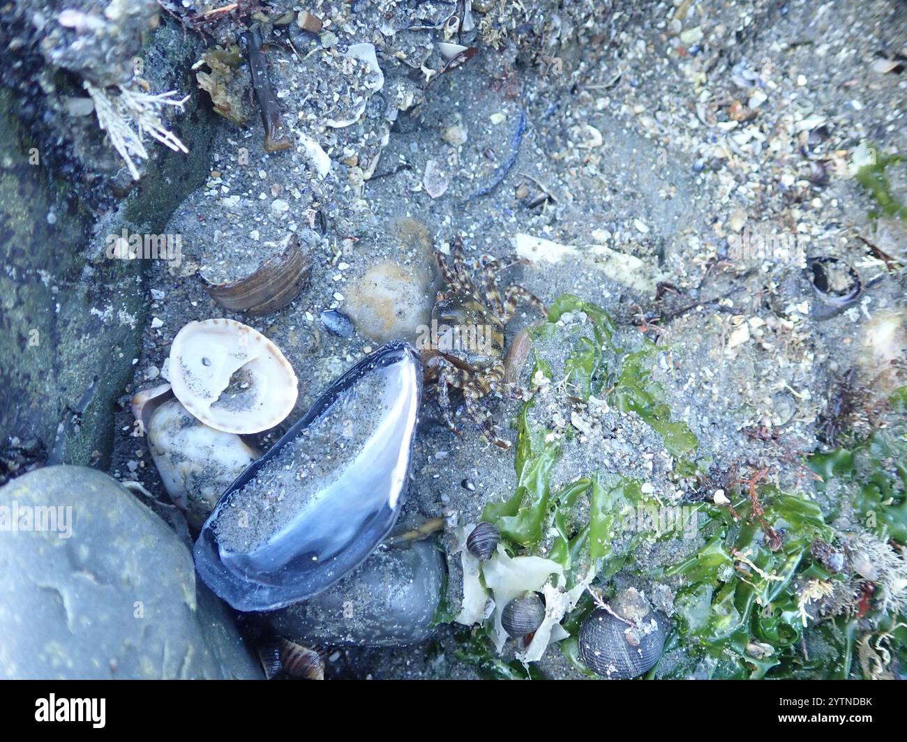 Common Atlantic Slippersnail (Crepidula fornicata Stock Photo - Alamy