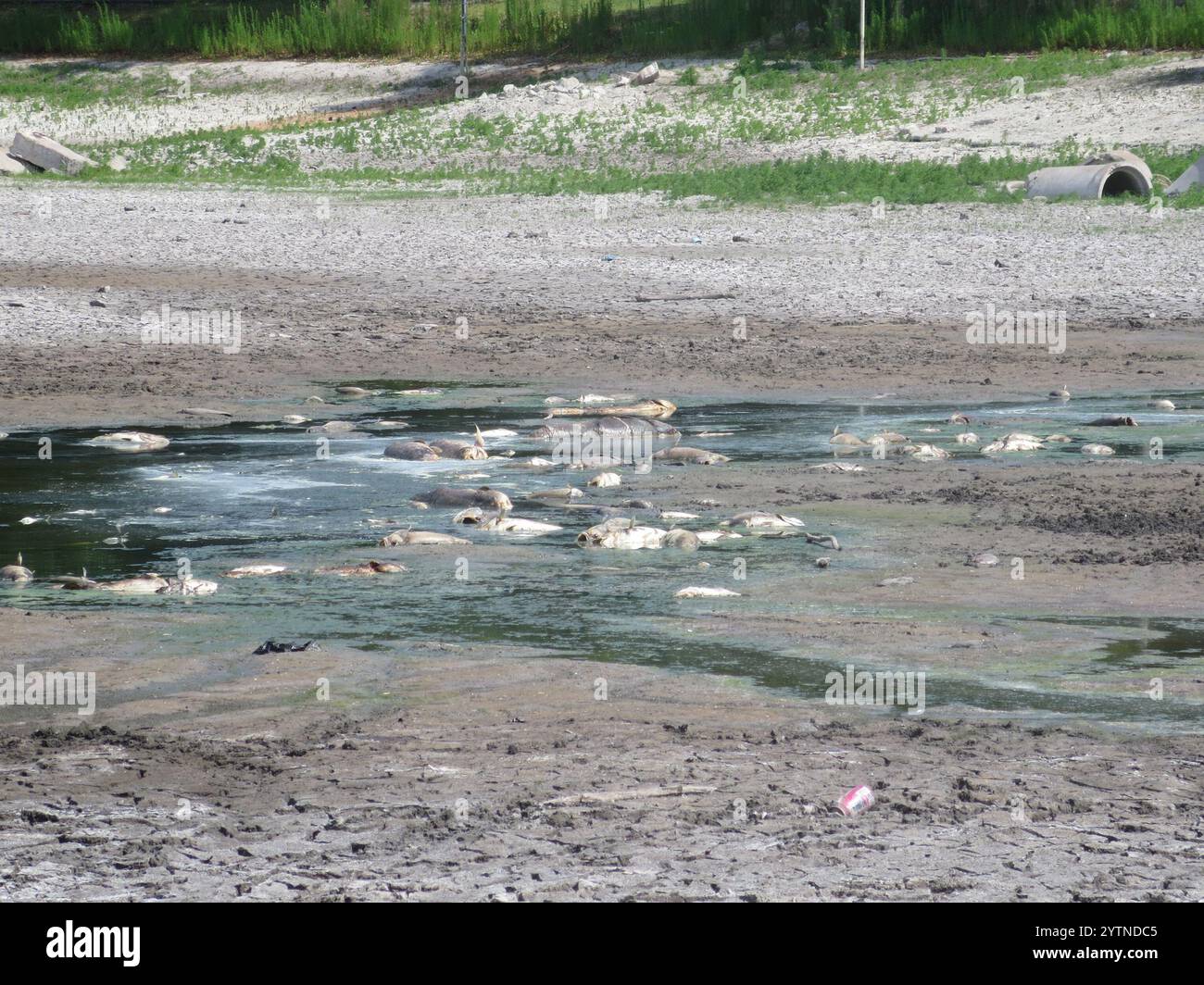 Ray-finned Fishes (Actinopterygii Stock Photo - Alamy