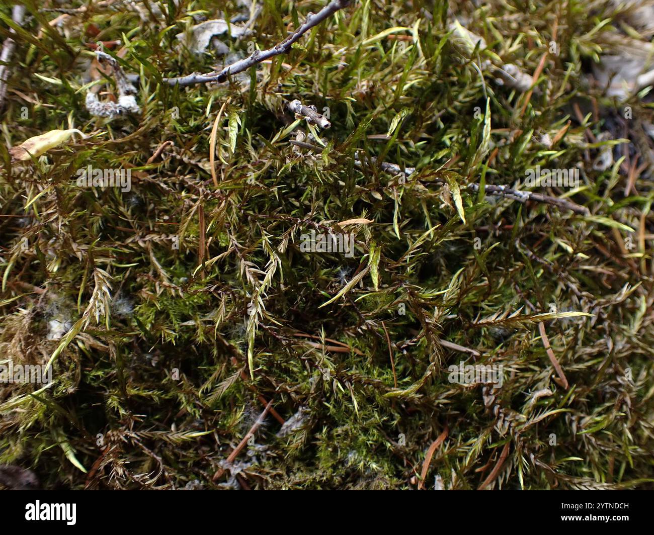 Willow Moss (Fontinalis antipyretica Stock Photo - Alamy