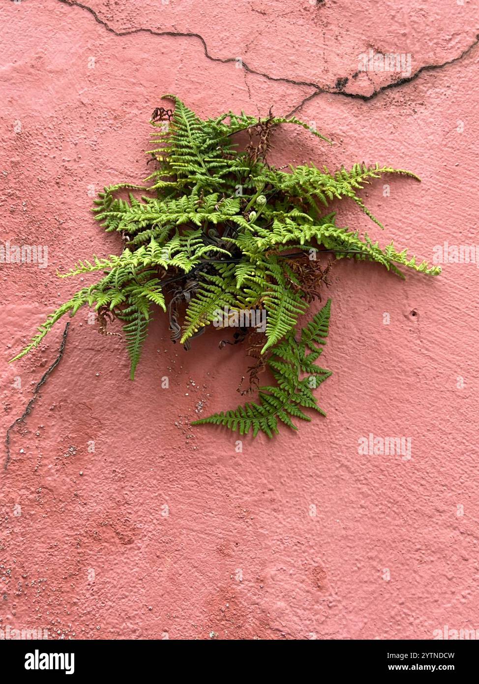 Silverback and Goldback Ferns (Pityrogramma Stock Photo - Alamy