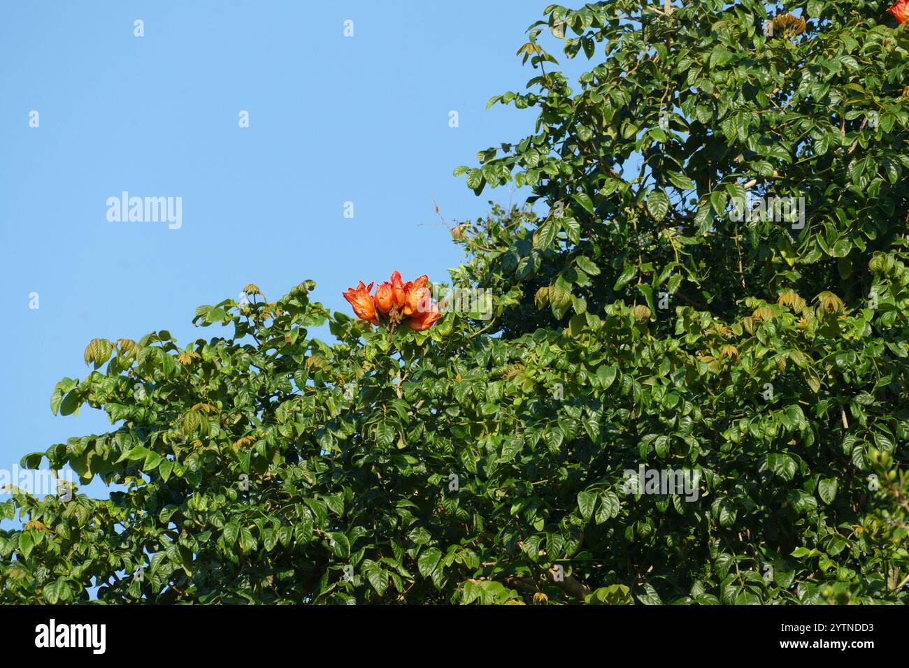 African tulip tree (Spathodea campanulata Stock Photo - Alamy