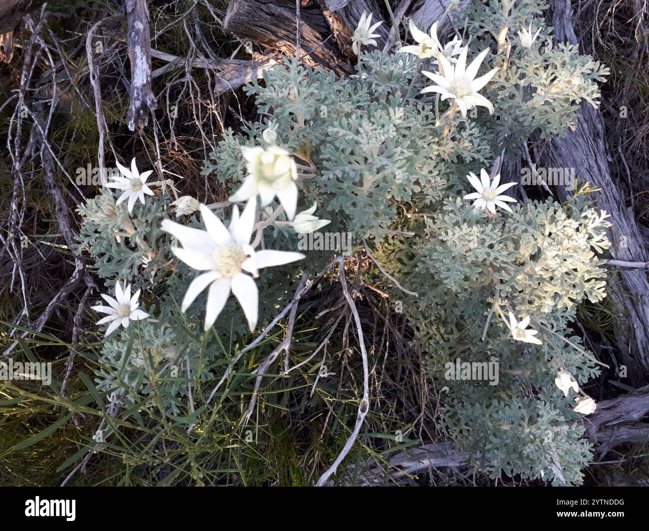 Flannel Flower (Actinotus helianthi Stock Photo - Alamy