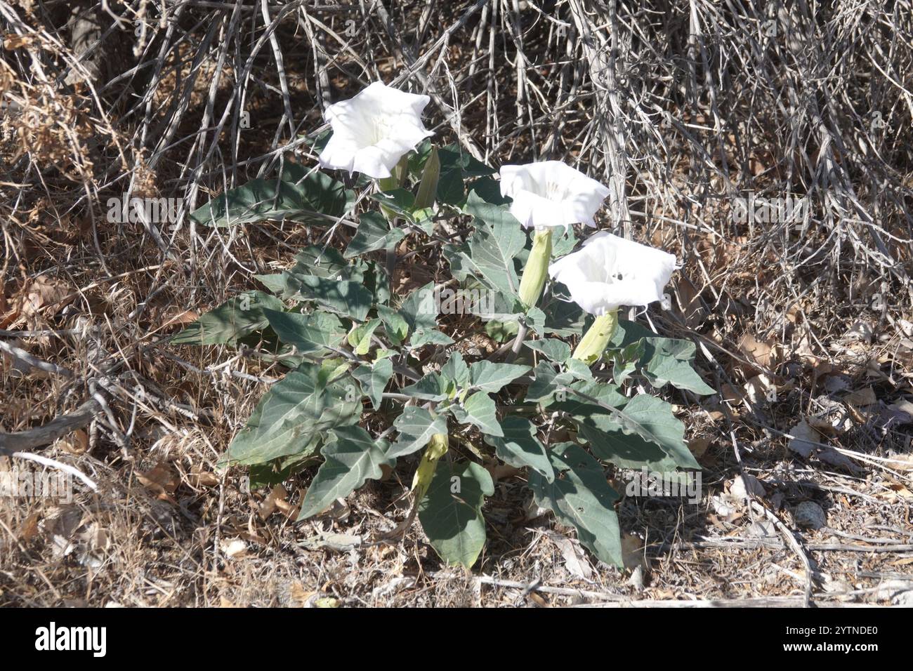 Sacred Datura (Datura wrightii Stock Photo - Alamy